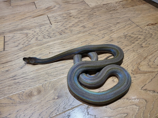 Motley Titanium Reticulated Python by LowCountry Retic