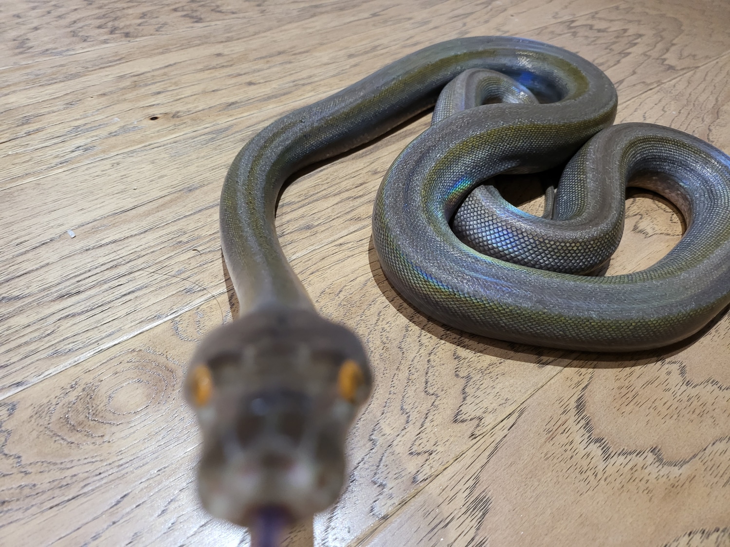 Motley Titanium Reticulated Python by LowCountry Retic - MorphMarket