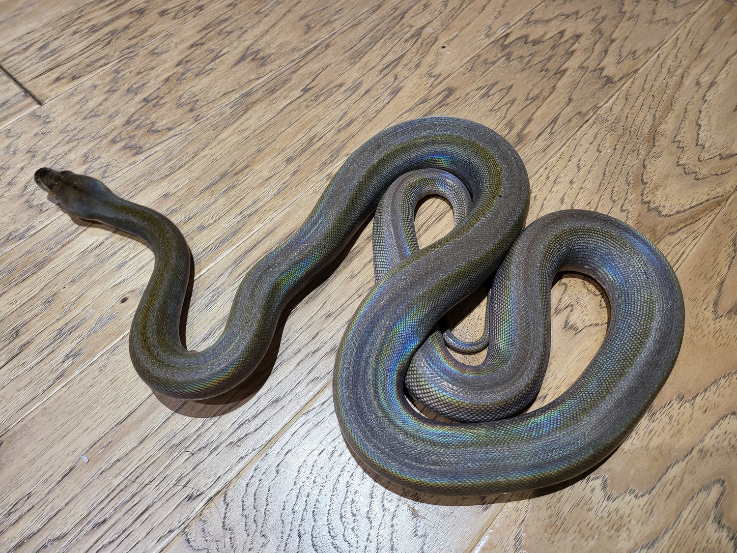 Motley Titanium Reticulated Python by LowCountry Retic - MorphMarket