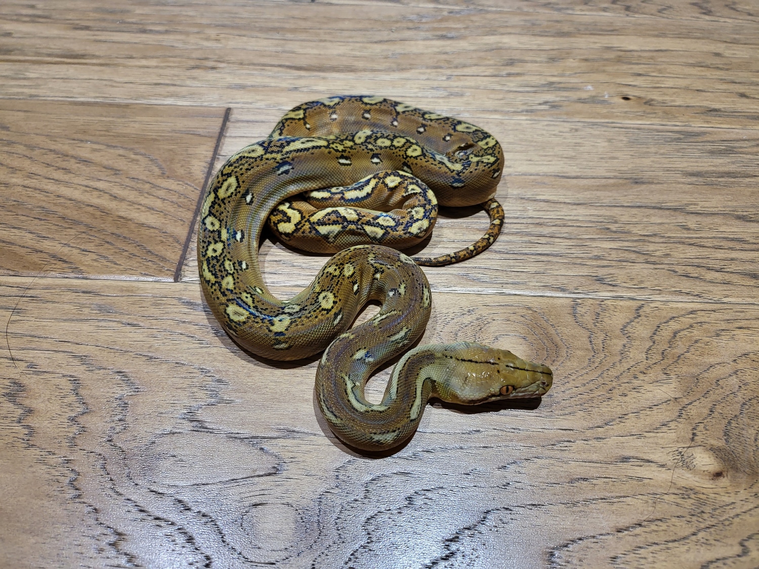 Phantom Reticulated Python by LowCountry Retic - MorphMarket