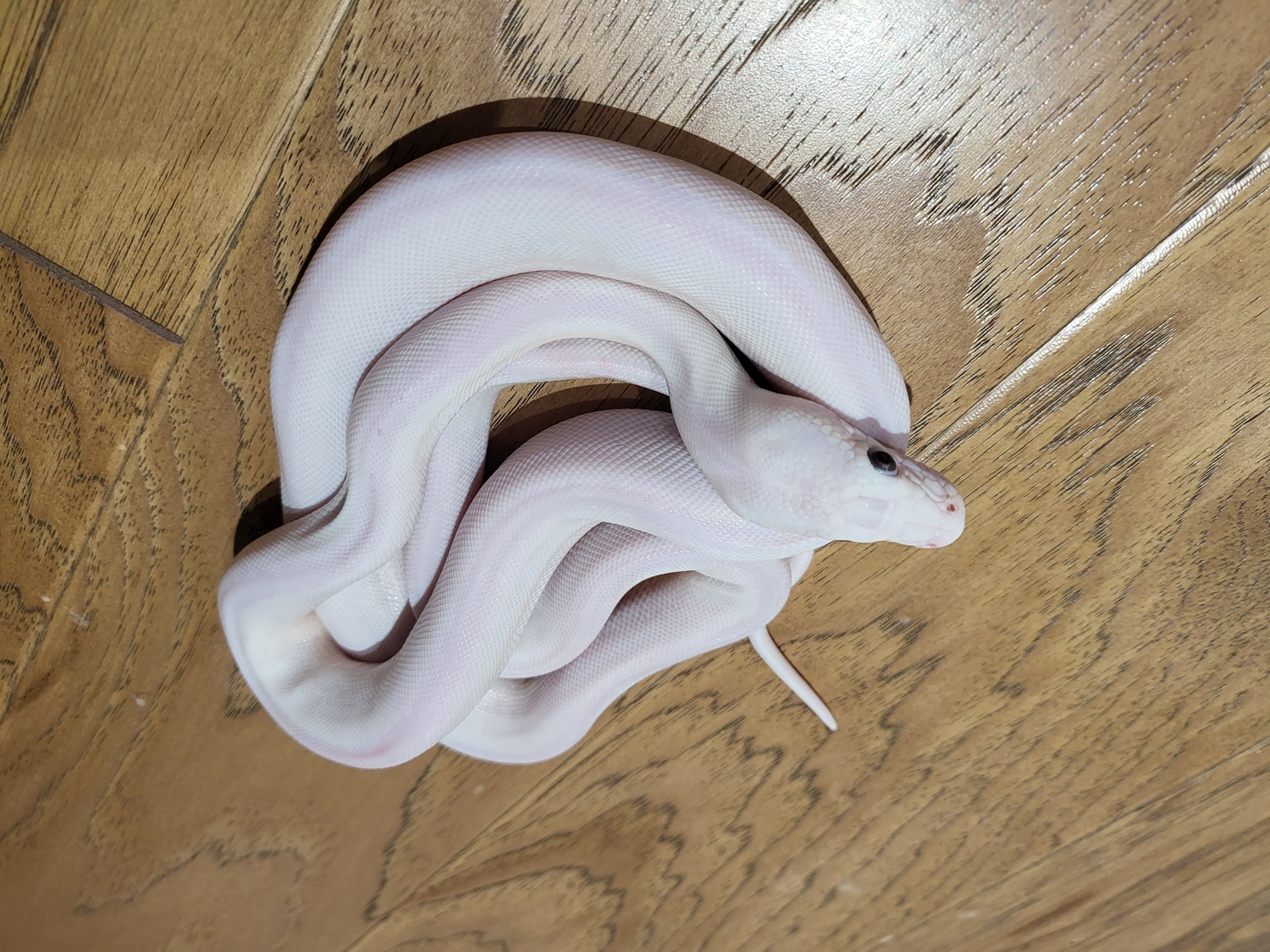 Super Phantom Reticulated Python by LowCountry Retic - MorphMarket