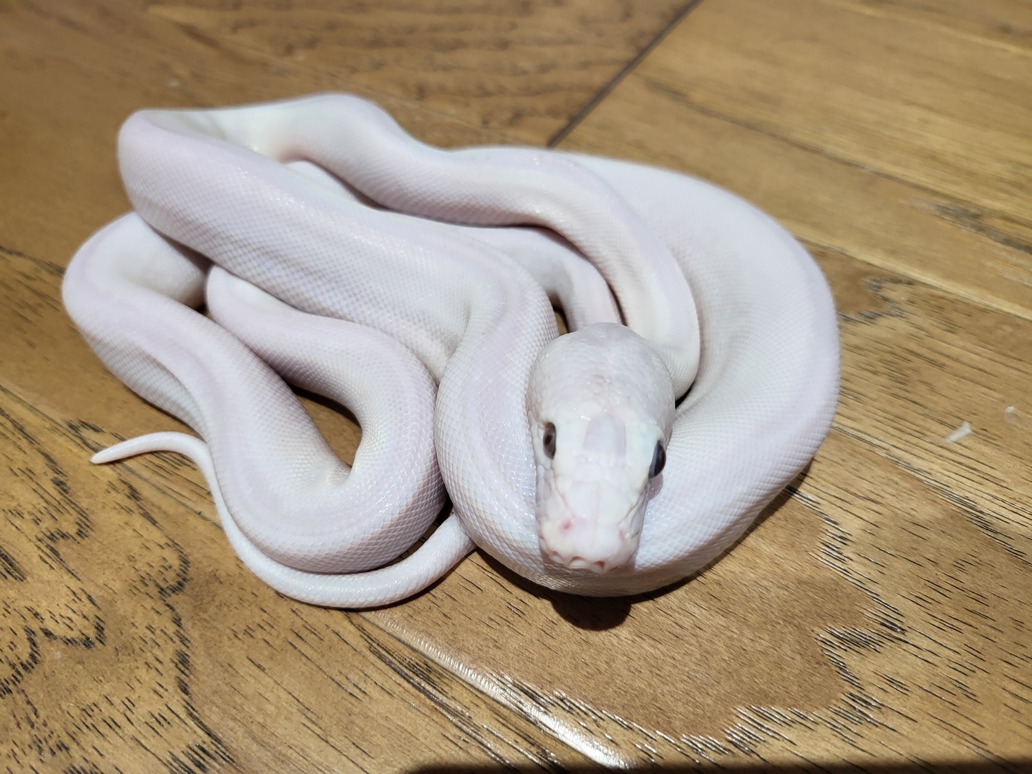 Super Phantom Reticulated Python by LowCountry Retic - MorphMarket