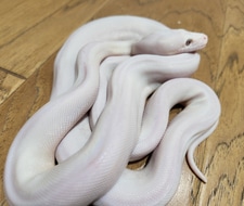Super Phantom Reticulated Python by LowCountry Retic - MorphMarket