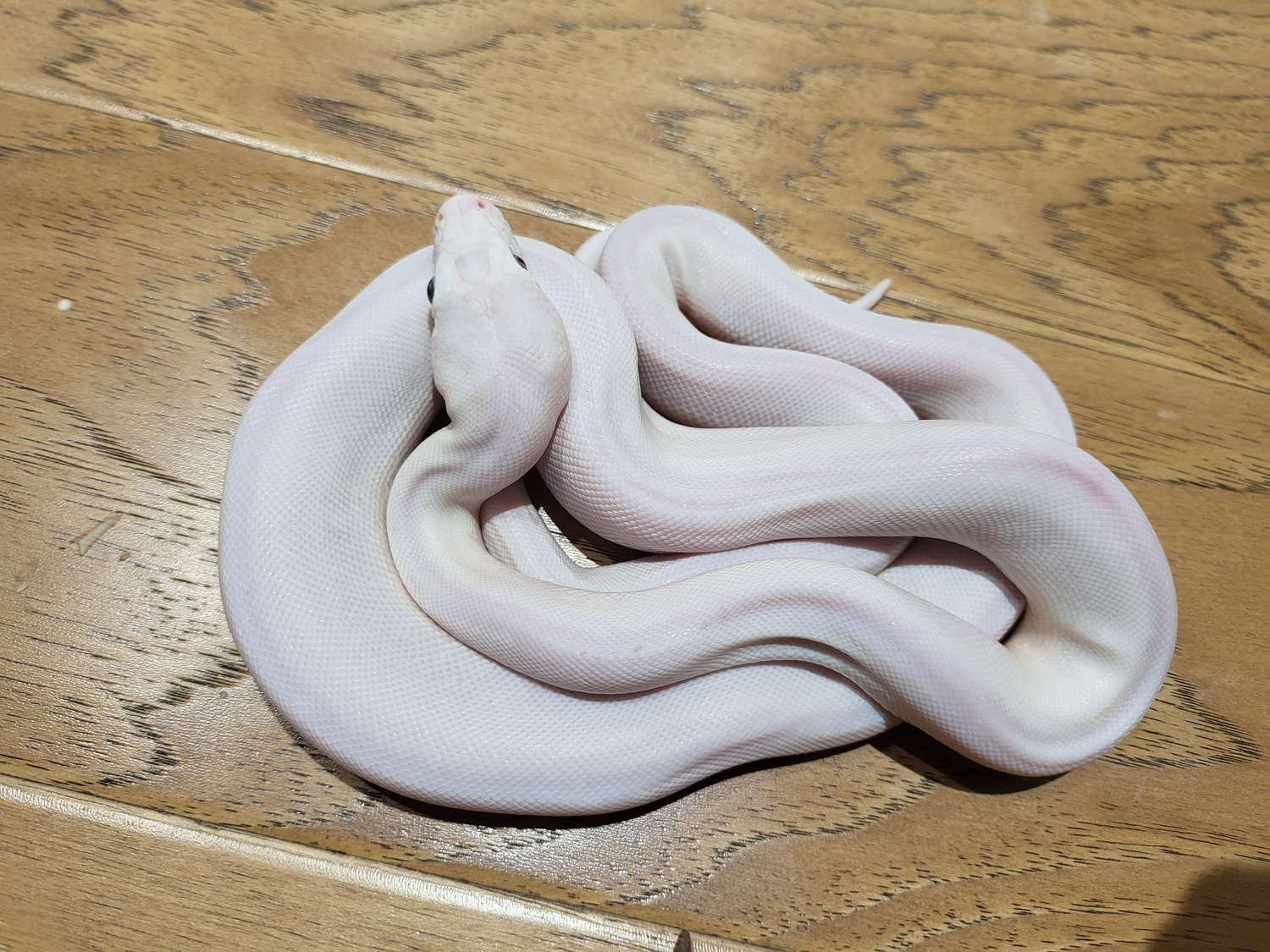 Super Phantom Reticulated Python by LowCountry Retic - MorphMarket