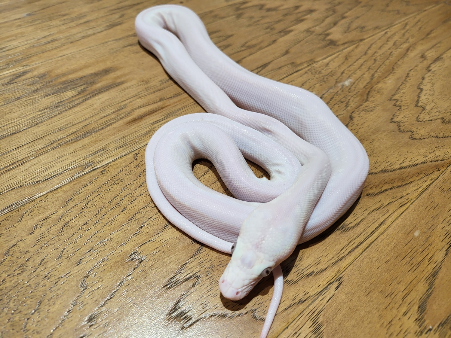 Super Phantom Reticulated Python by LowCountry Retic - MorphMarket