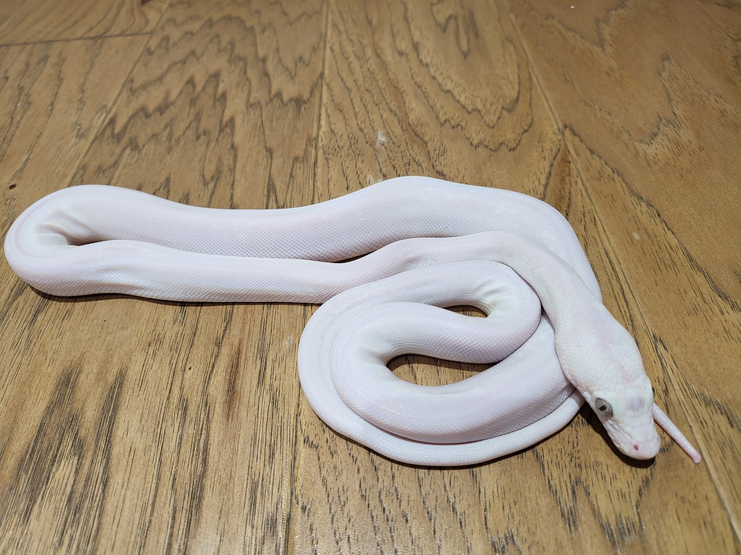 Super Phantom Reticulated Python by LowCountry Retic - MorphMarket