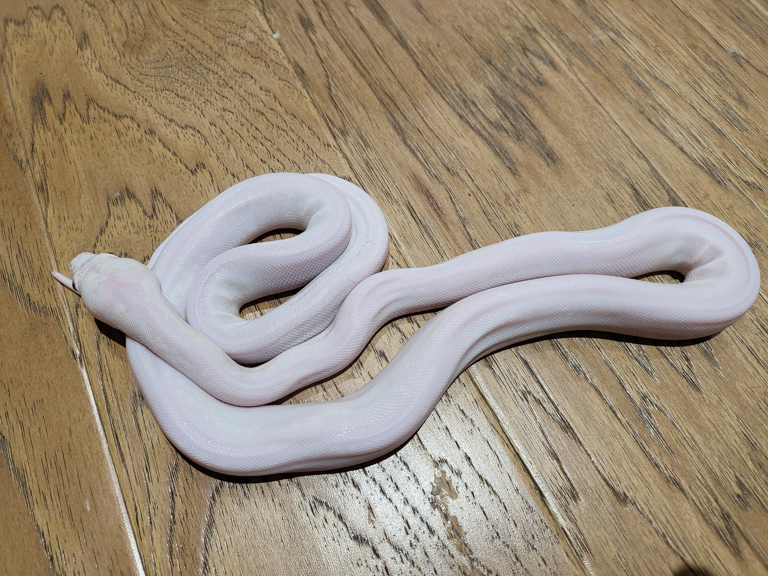 Super Phantom Reticulated Python by LowCountry Retic - MorphMarket