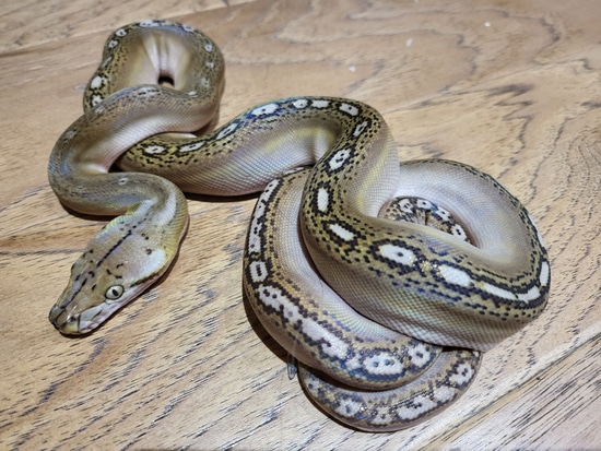 Motley Phantom Reticulated Python by LowCountry Retic