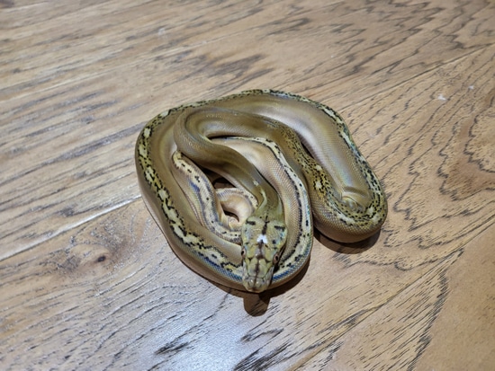 Motley Sunfire Phantom Reticulated Python by LowCountry Retic