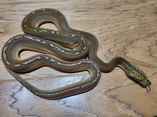 Motley Phantom Sunfire Reticulated Python by LowCountry Retic