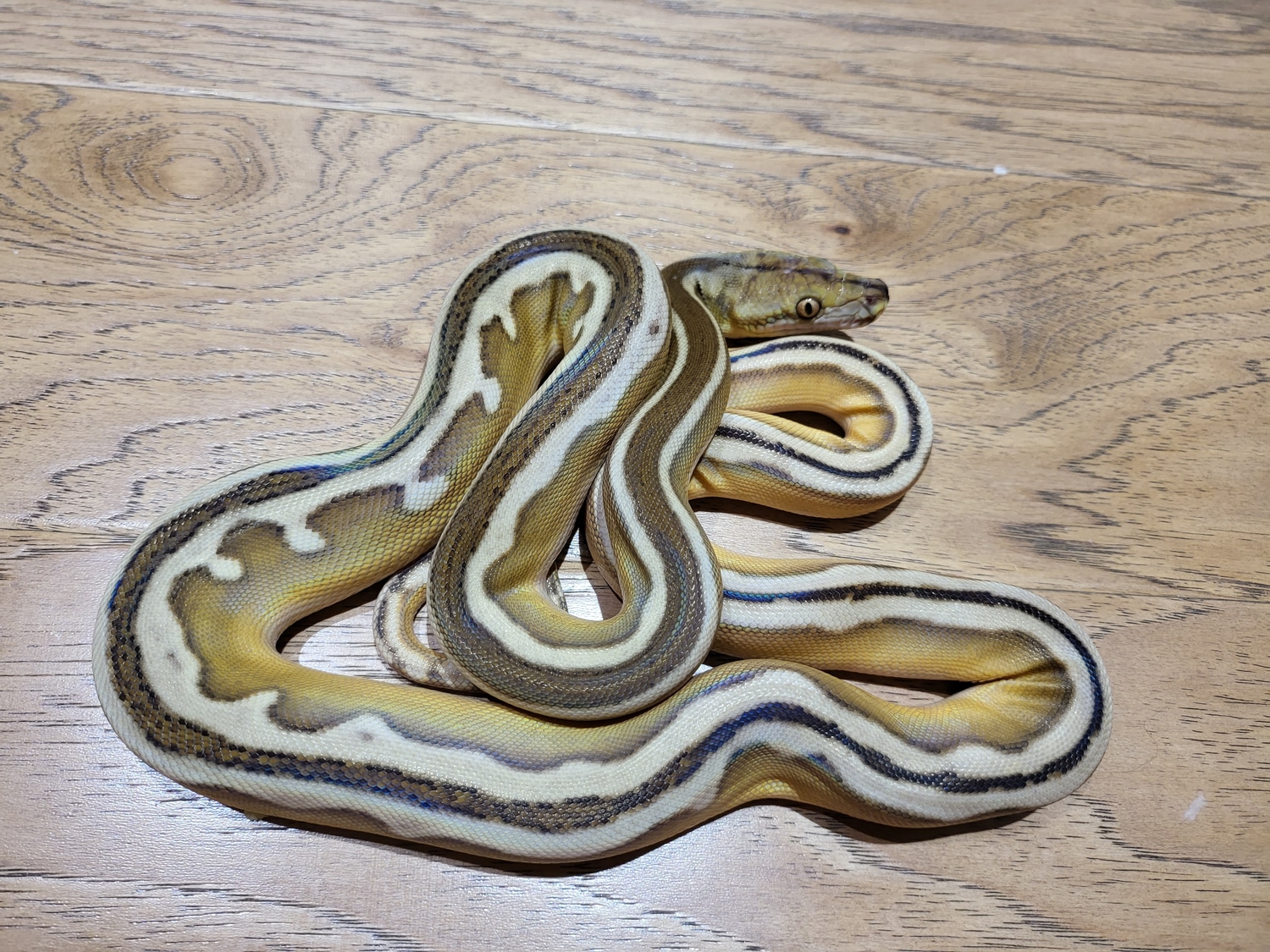 Motley Phantom Tiger Reticulated Python by LowCountry Retic - MorphMarket