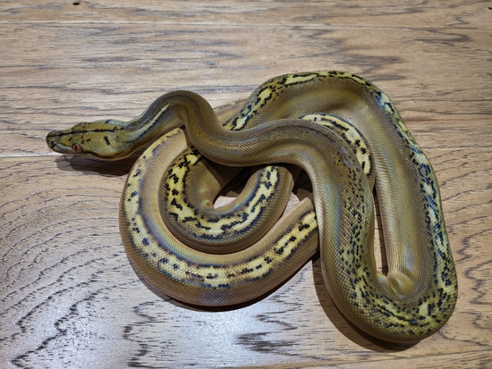 Phantom Motley Sunfire Reticulated Python by LowCountry Retic