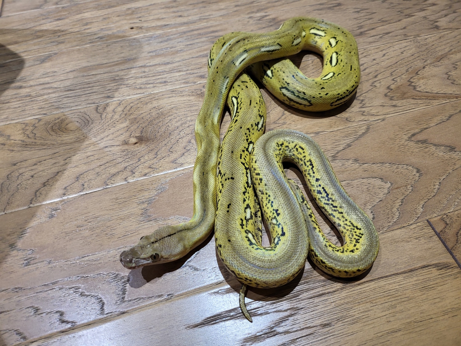 Platinum Tiger Citron Het Anthrax Reticulated Python by LowCountry ...