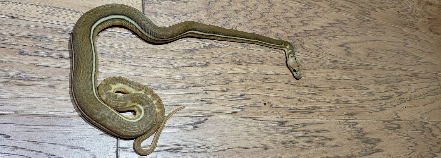 Suntiger Anthrax 66% Het Albino Reticulated Python by LowCountry Retic ...