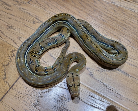 Anthrax 66% Het Albino Male Reticulated Python by LowCountry Retic