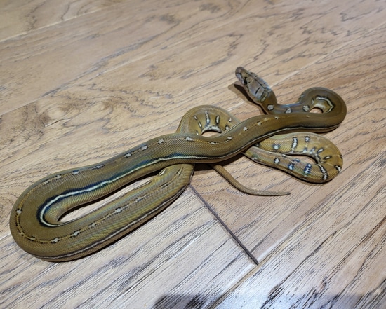 Sunfire Anthrax 66% Het Albino Reticulated Python by LowCountry Retic