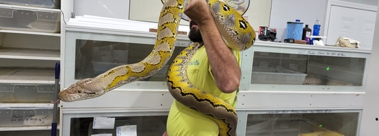 LG Sunfire Citron Het White Reticulated Python by LowCountry Retic