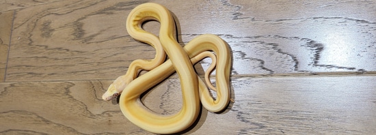 White LemonGlow Titanium Reticulated Python by LowCountry Retic