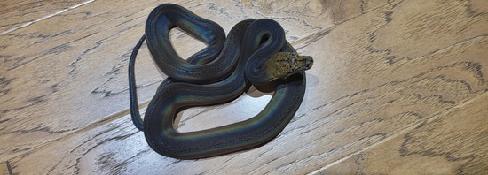 GoldenChild Motley Het OGS Het Purple Reticulated Python by LowCountry ...