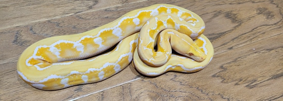White Albino Platinum (LG) Sunfire Citron Reticulated Python by ...