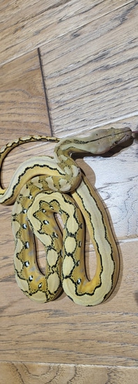 Platinum (LG) Sunfire Citron Het White Phase Albino Reticulated Python ...
