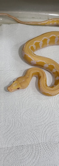 White Albino Platinum (LG) Citron Reticulated Python by LowCountry Retic