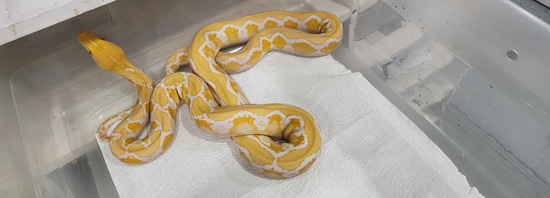 White Albino Platinum (LG)Sunfire Citron Reticulated Python by ...