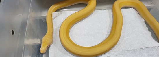 White Albino Platinum (LG) Titanium Reticulated Python by LowCountry Retic