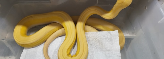 White Albino Platinum (LG) Sunfire Titanium Reticulated Python by ...
