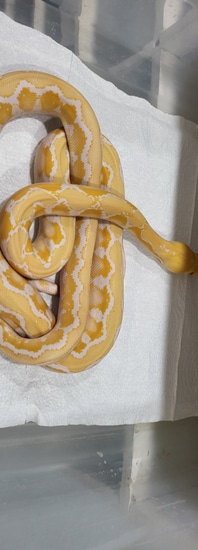White Albino Platinum (LG) Sunfire Citron Reticulated Python by ...