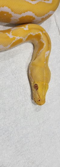 White Albino Platinum (LG) Sunfire Citron Reticulated Python by ...