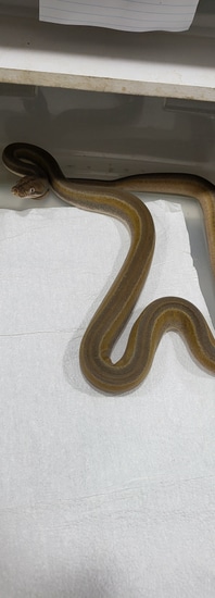 Titanium Het White Albino Reticulated Python by LowCountry Retic