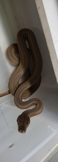 Titanium Het White Albino Reticulated Python by LowCountry Retic