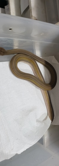 Titanium Het White Albino Reticulated Python by LowCountry Retic