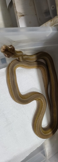 Titanium Het White Albino Reticulated Python by LowCountry Retic