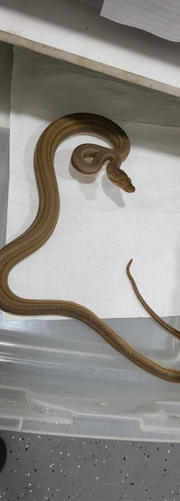 Sunfire Titanium Het White Albino Reticulated Python by LowCountry Retic