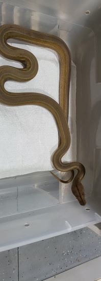 Titanium Het White Albino Reticulated Python by LowCountry Retic