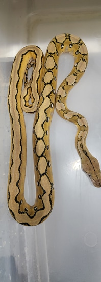 Platinum (LG) Sunfire Citron Het White Albino Reticulated Python by ...