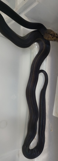 GoldenChild Motley Het Orange Ghost Stripe Het Purple Albino ...