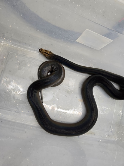 Motley GC Citron Het Orange Ghost Stripe Reticulated Python by ...