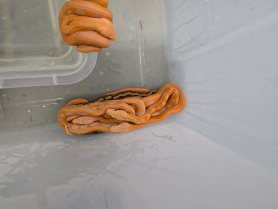 Mochino Het Orange Ghost Stripe 23 Snake Total Reticulated Python by ...