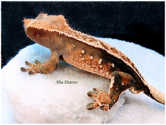 Harlequin Pinstripe To Carefully Consider Crested Gecko by Hu-Dares ...