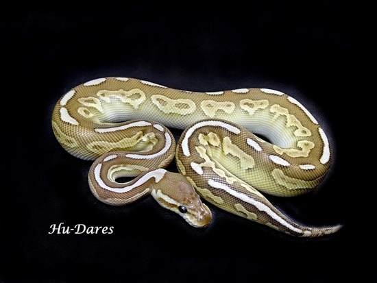 Sweet Cinnamon / Lesser / 100% Het Clown / FREE SHIPPIMG Now Through The End Of April!! Ball ...