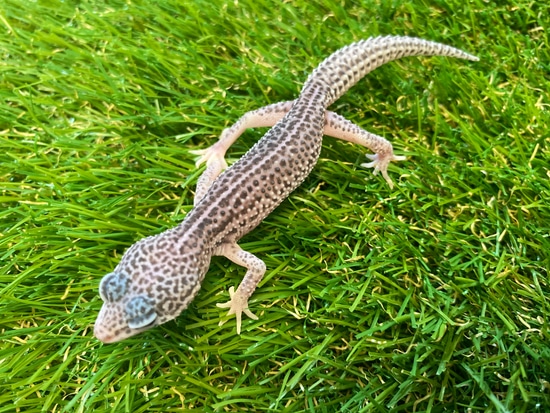 Axanthic Mack Snow Leopard Gecko by Houston Underground Animals