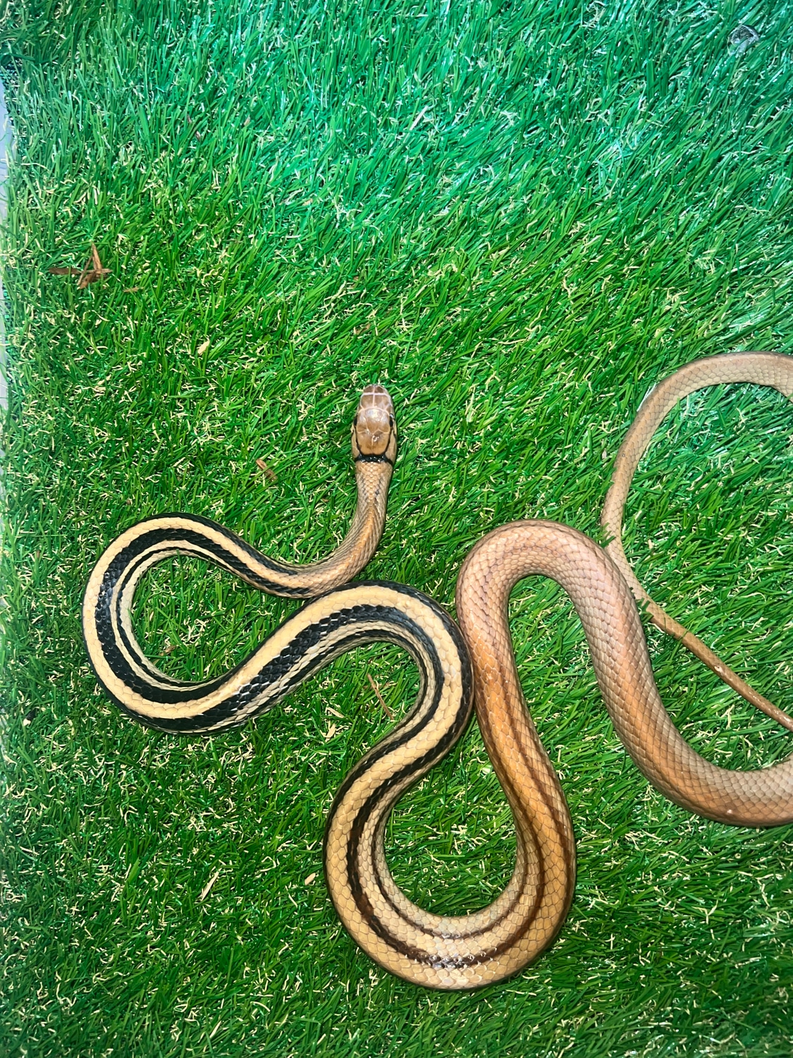 Radiated Rat Snake Other Rat Snake by Houston Underground Animals ...