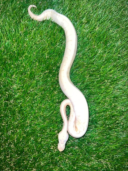 Banana Super Blast Ball Python by Houston Underground Animals