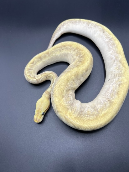 Black Pewter Bamboo Vanilla Yellow Belly Ball Python by Houston ...