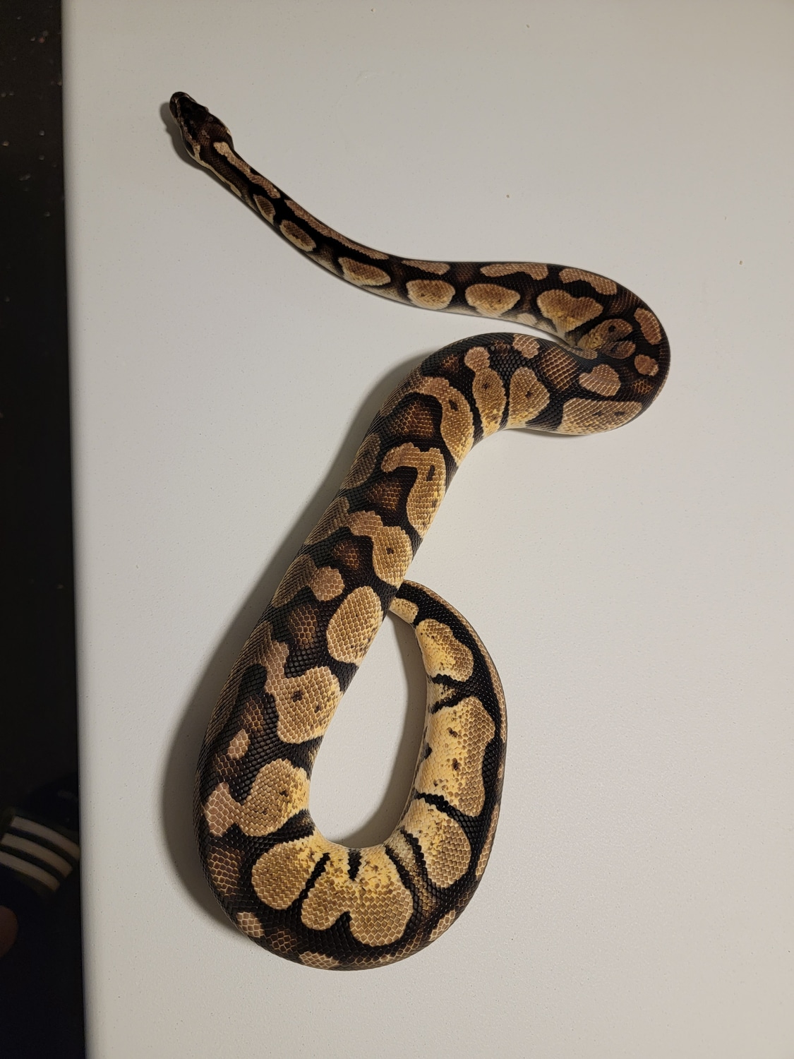 Pastel Yellow Belly Ball Python by Striking Scales - MorphMarket