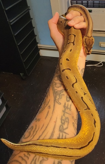 Orange Dream Pinstripe Jungle Woma Ball Python by Striking Scales