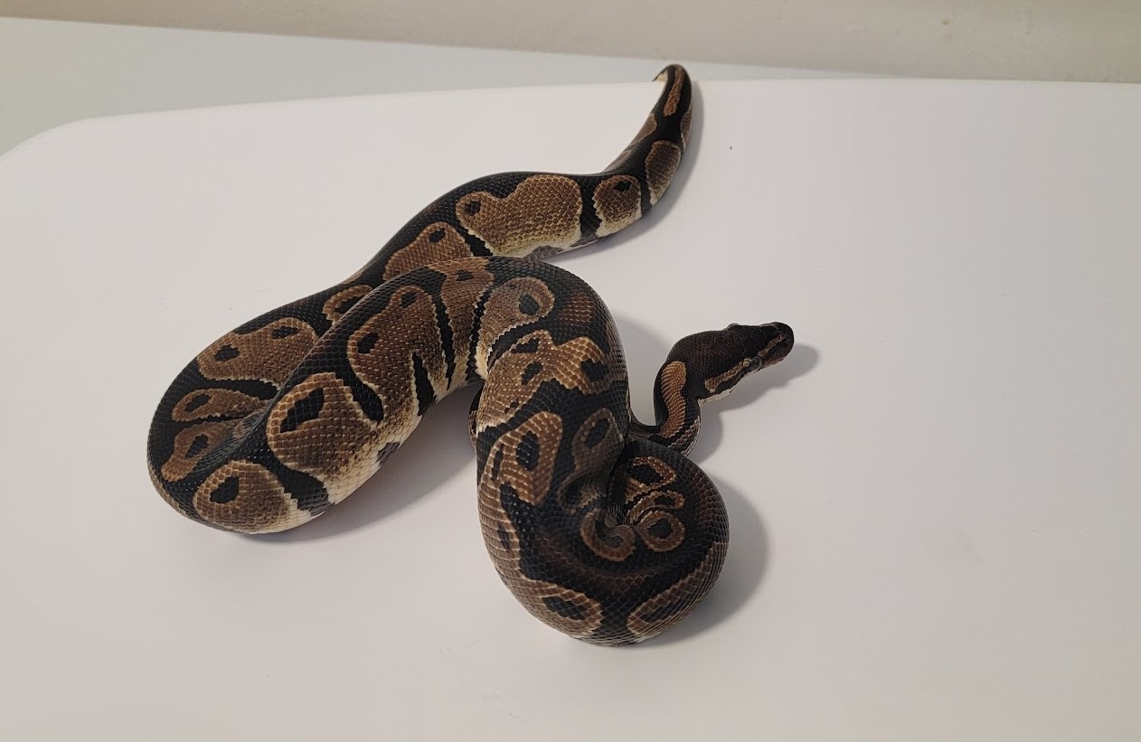 Normal Het Pied Pos Het Albino Ball Python by Striking Scales - MorphMarket